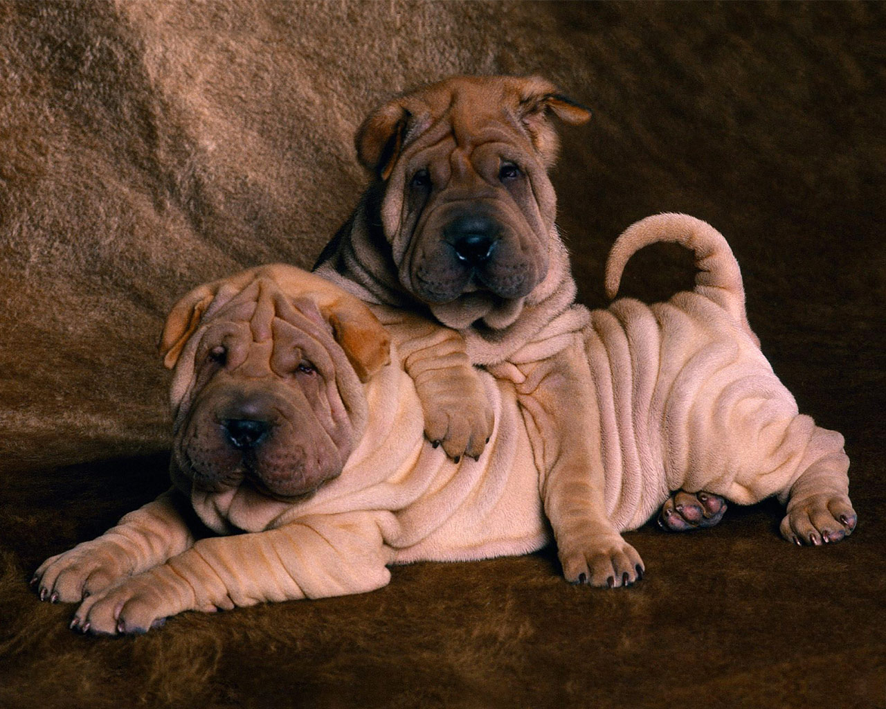 La cocina y ¿los animales..?: Shar pei o perro arrugado.