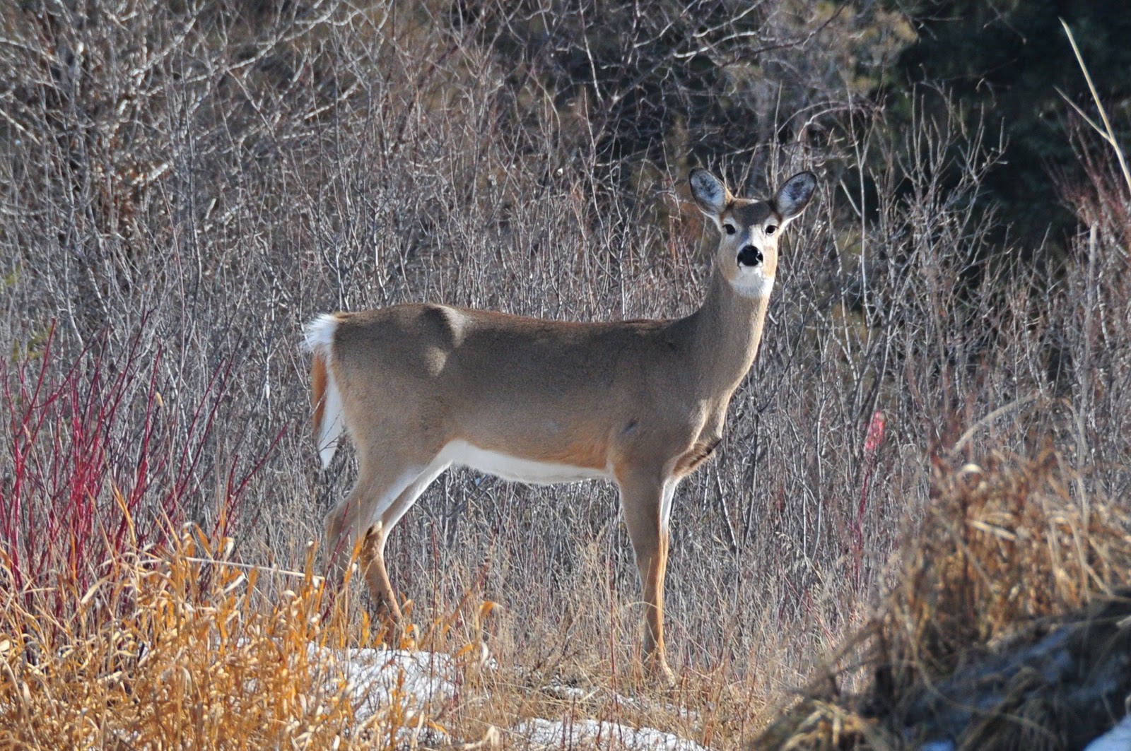 Columbia Wetlands: White-tailed Deer
