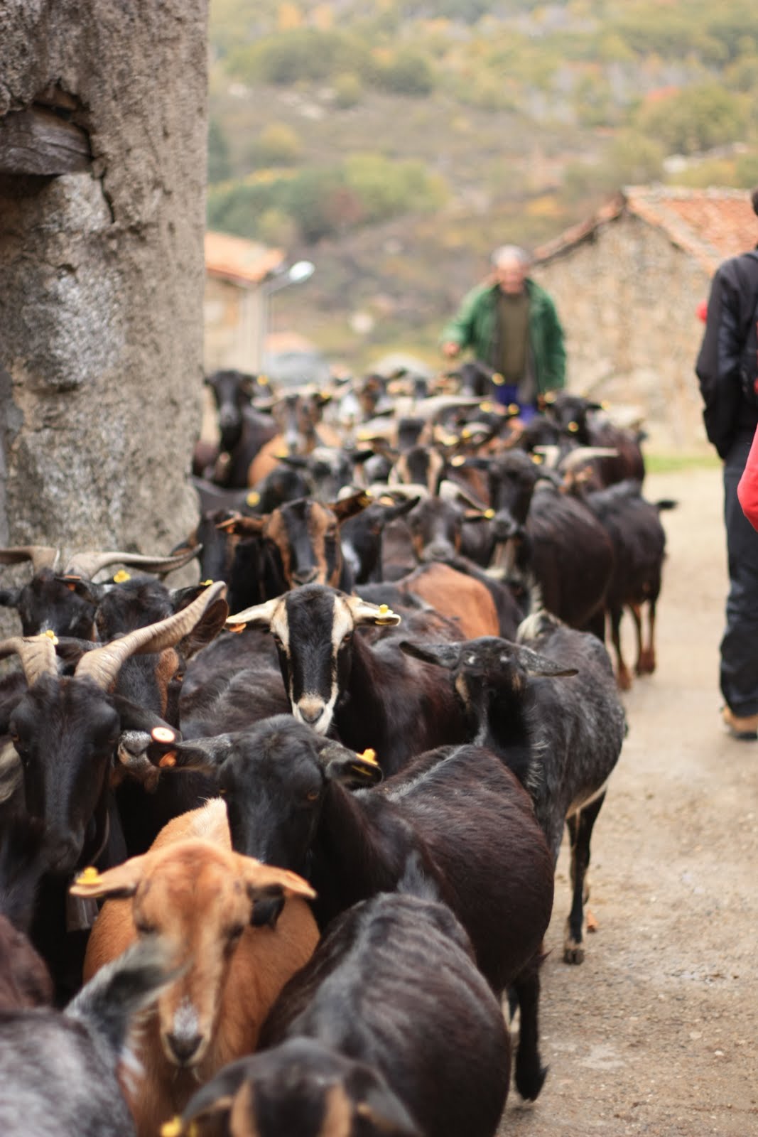 El Rinche de Berry : Fauna