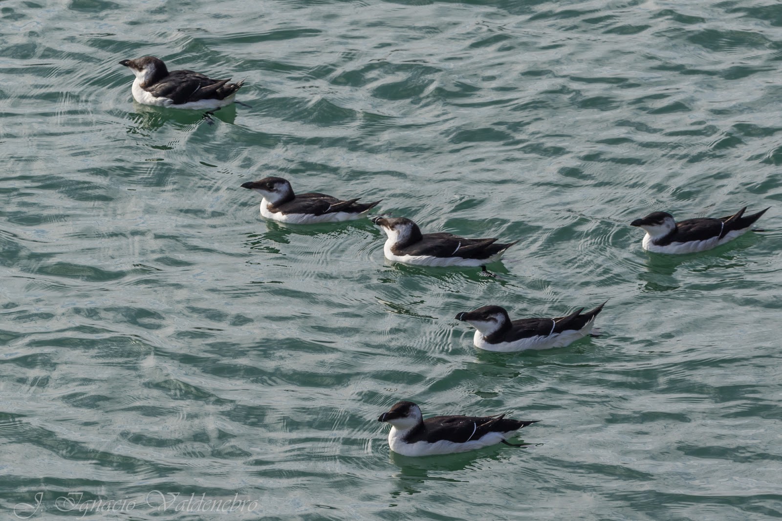 DocNatureBlog: El pingüino europeo. Alca Común (Alca torda). Alca Monxa.