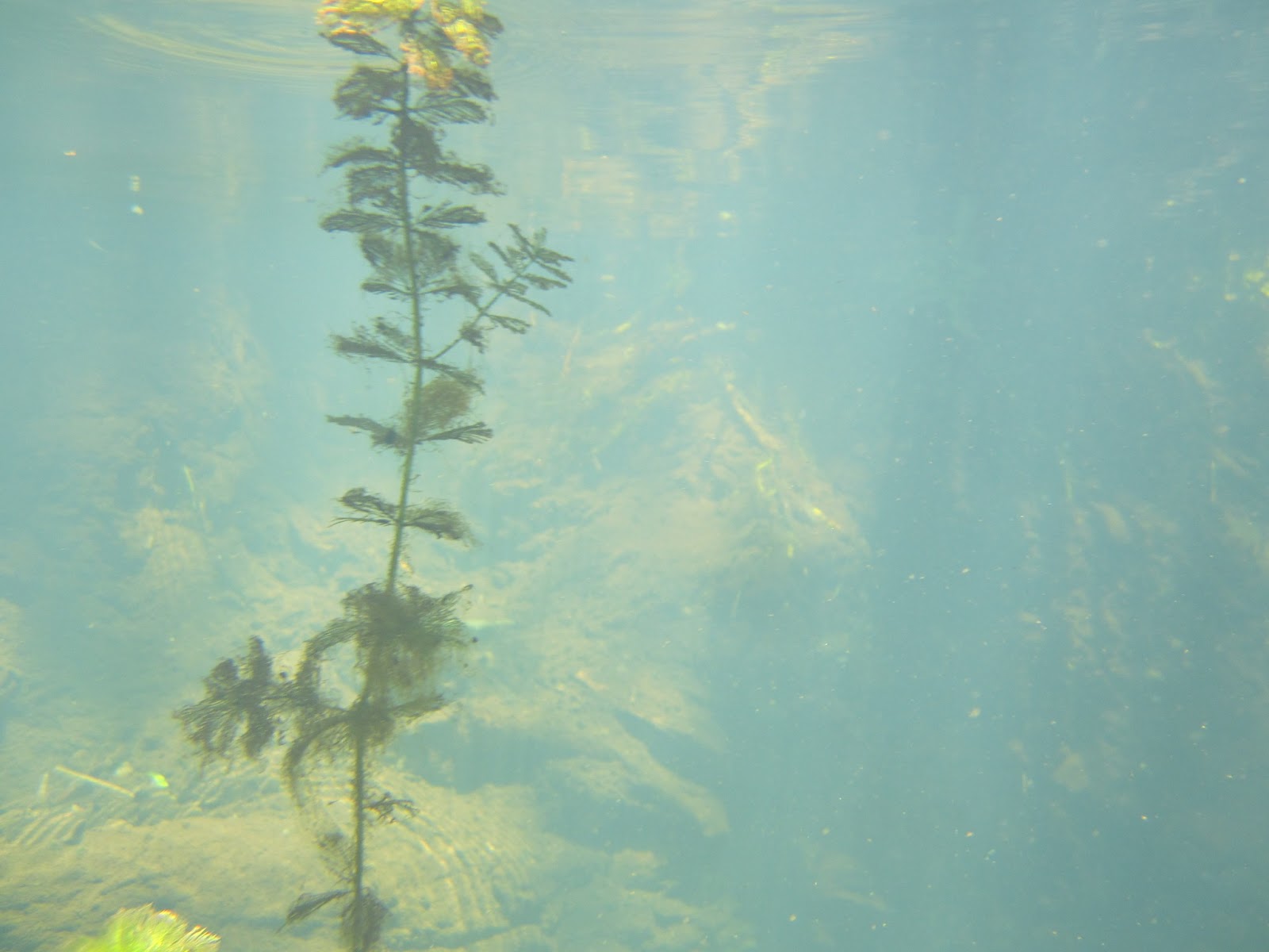 Dave's Yak Tales: Chassahowitzka