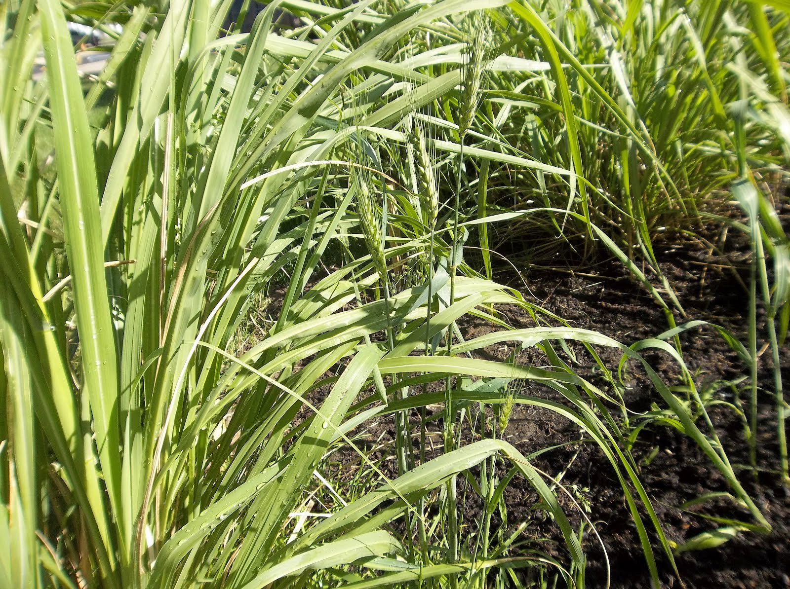 The Perennial Agriculturalist: eastern gamagrass