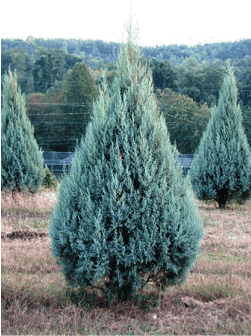 Georgia Market Bulletin Blog: Consumer Q&A: O Christmas Tree