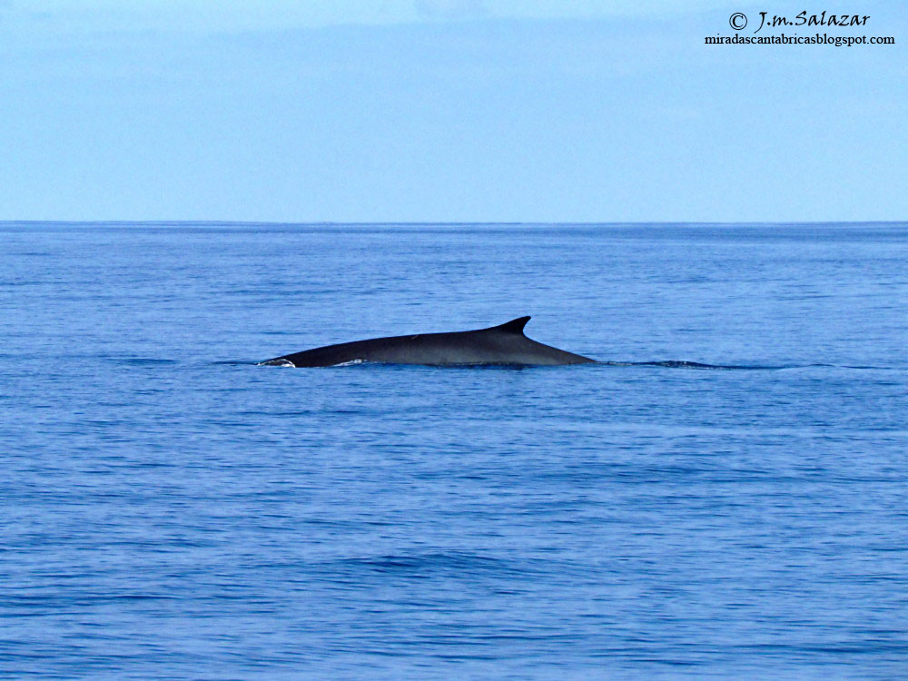 ! Andando por las ramas !: Ballenas, cumplimos un sueño, Navegamos ...
