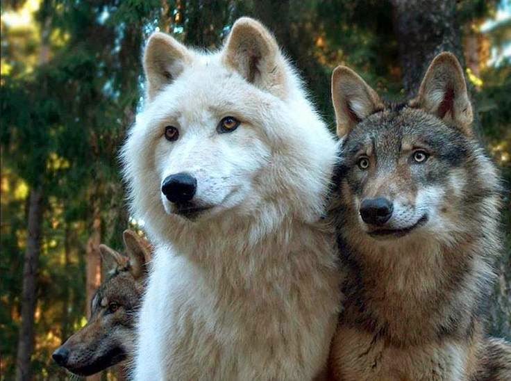 Brown And White Wolves In Love