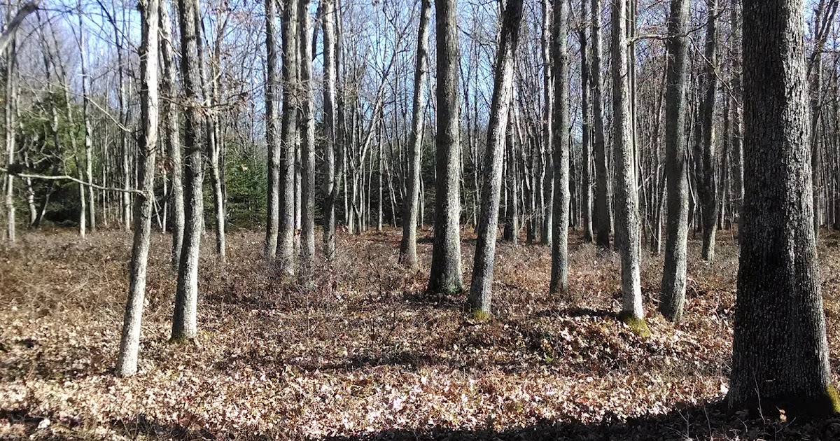 Central Pennsylvania Forestry: New publication from Penn State Ag ...