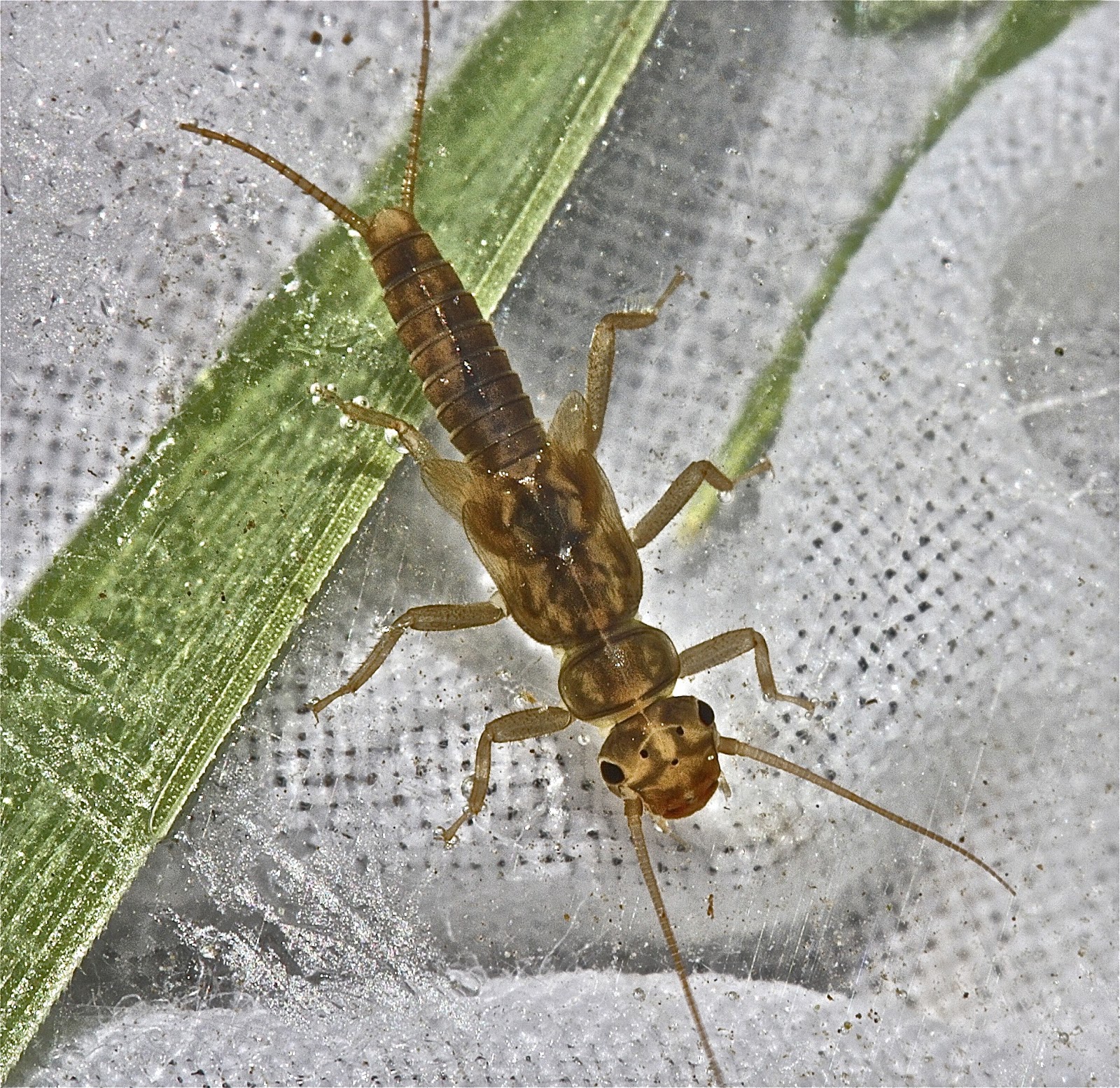 Aquatic Insects of Central Virginia: Updating the Isoperlas: a study ...