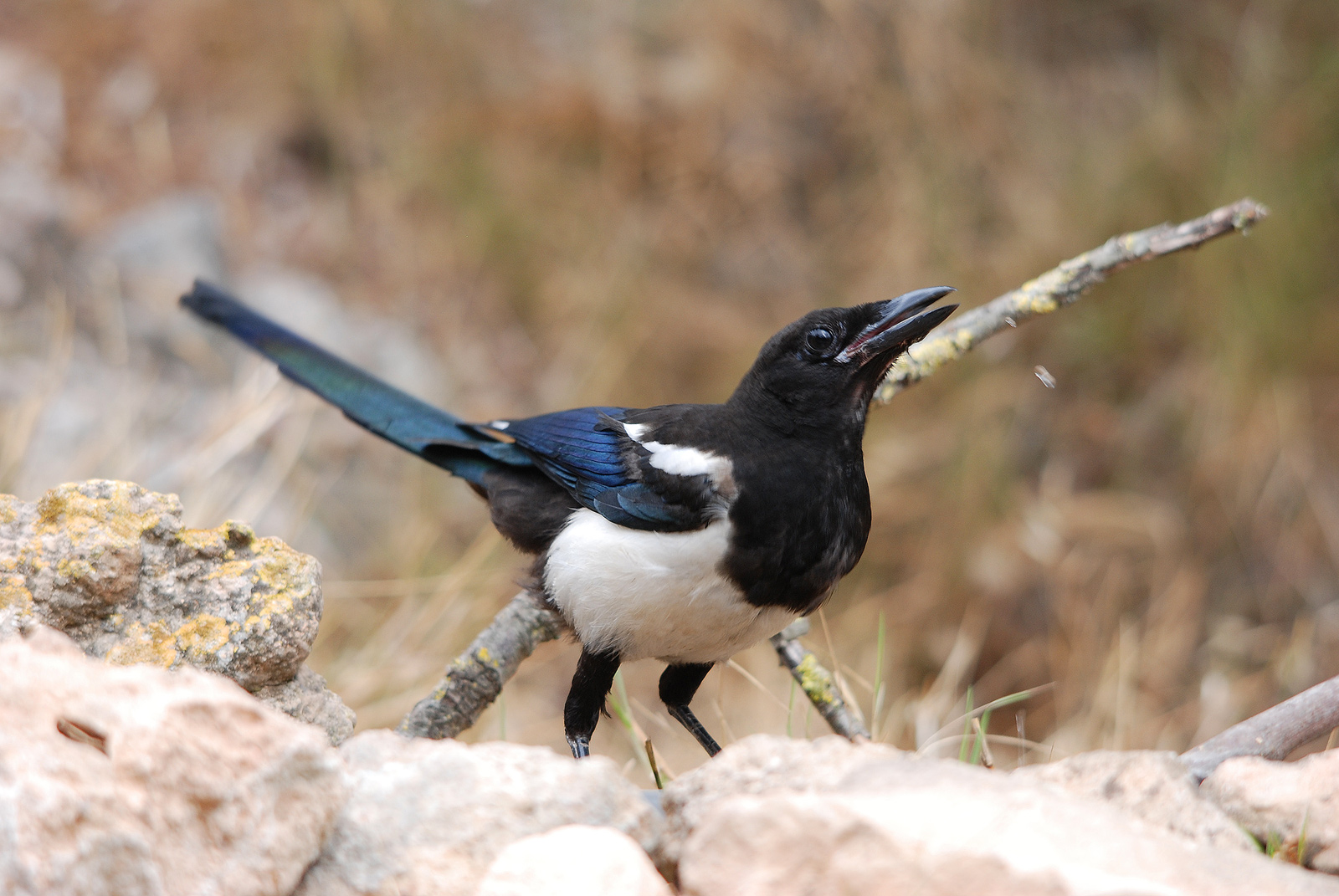 manises naturaleza: Urracas