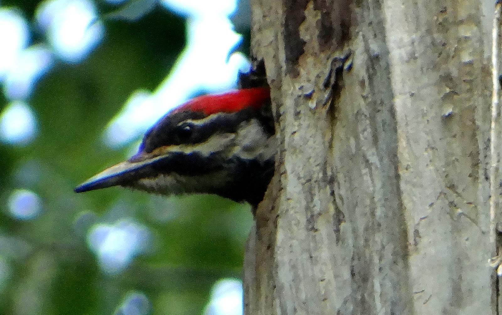 Redmond Neighborhood Blog: Piliated Woodpecker nesting along the ...