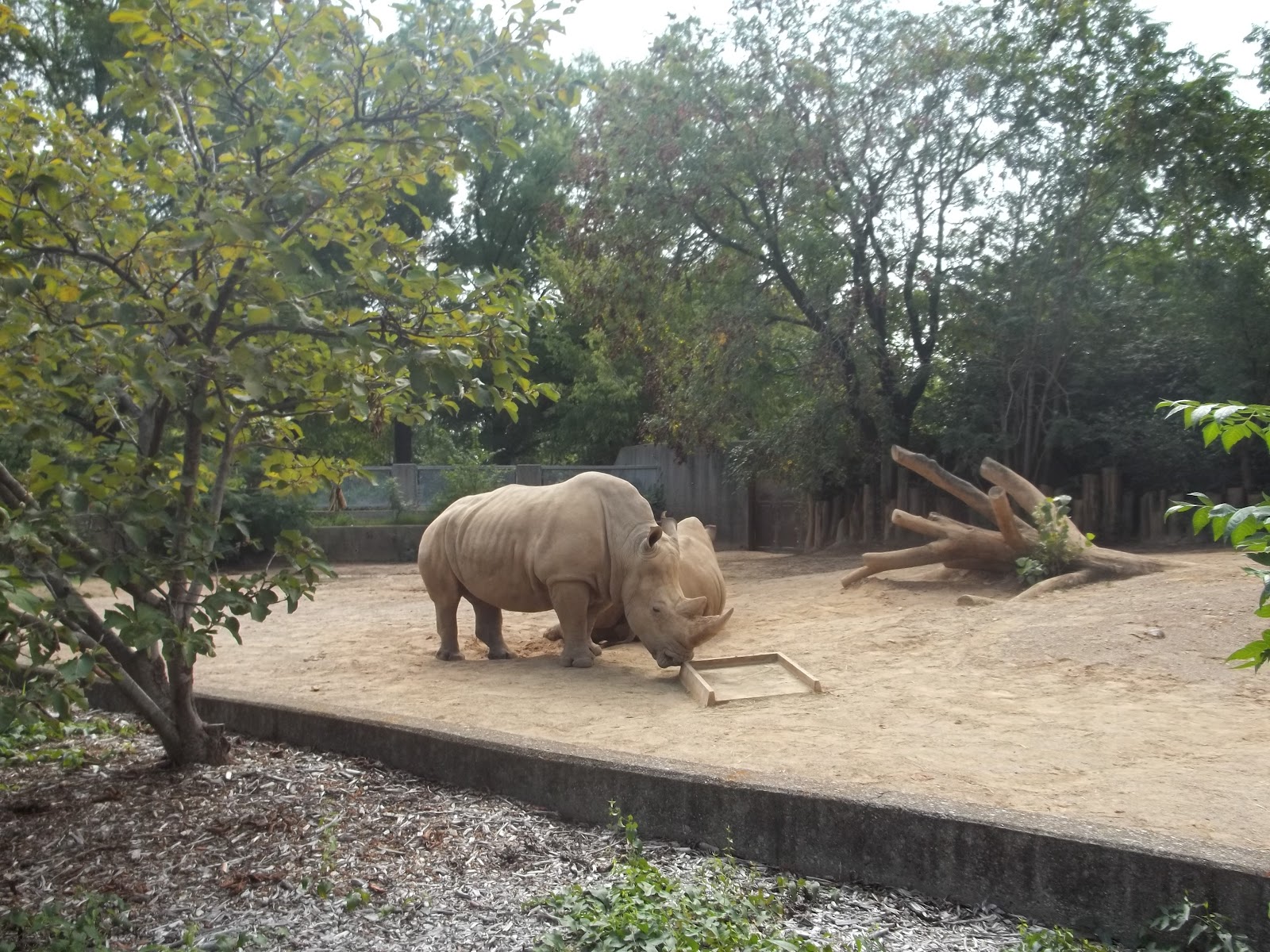 It's A Zoo - Laurie Cook Lyons