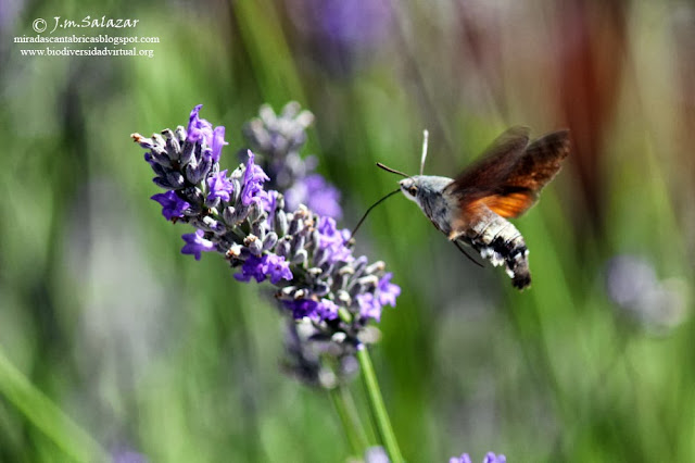 Miradas Cantábricas: Esfinge colibrí (Macroglossum stellatarum)