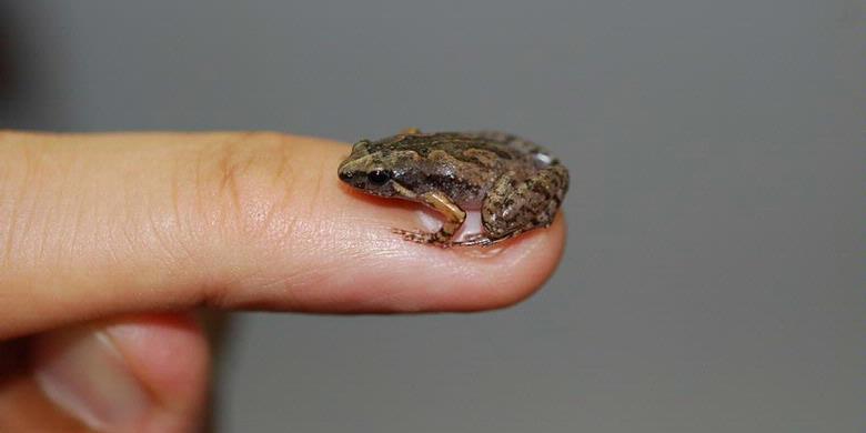 Species New to Science: [Herpetology • 2013] Microhyla orientalis • A ...