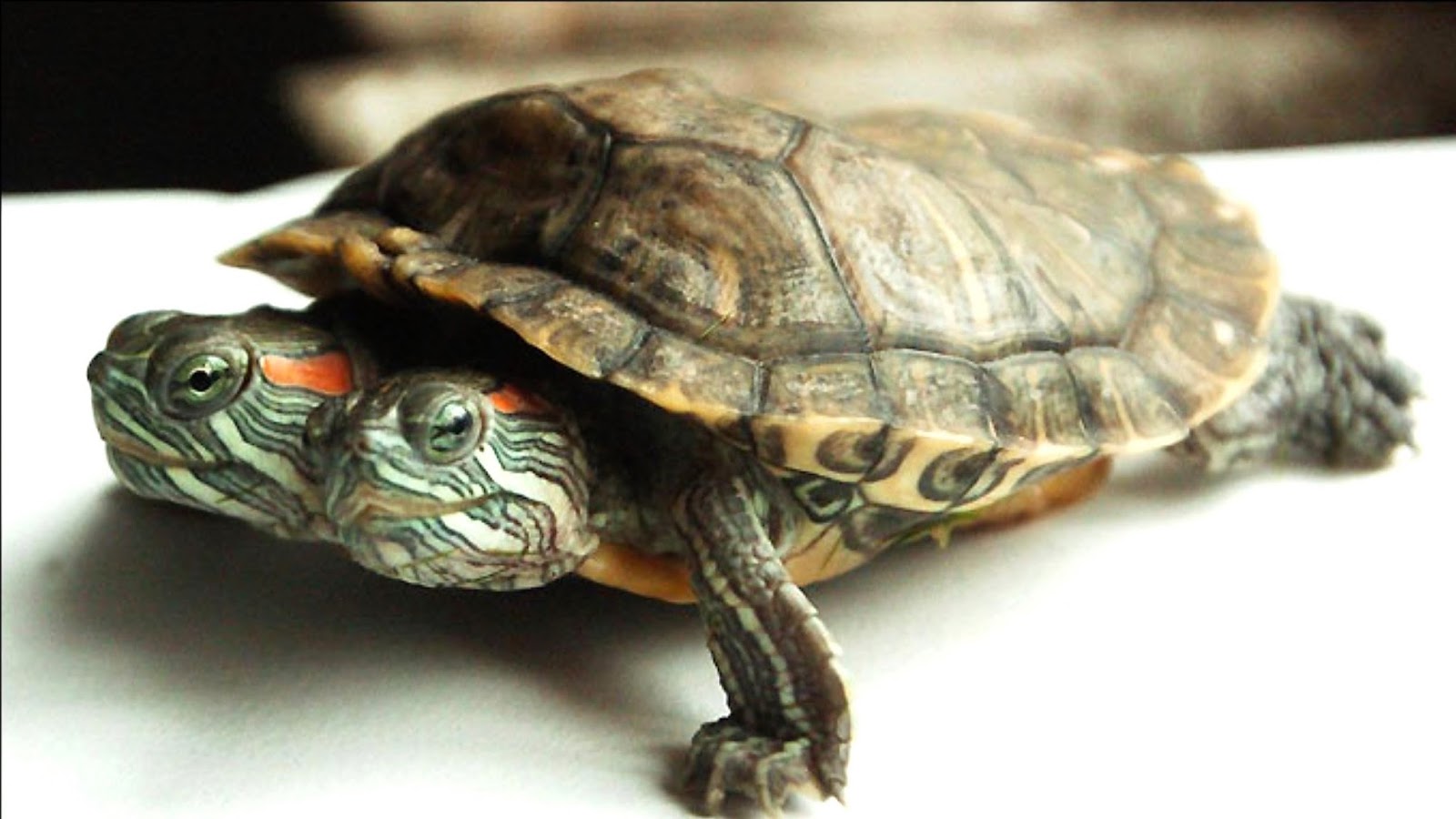 Fieggentrio: Schildpad met twee koppen