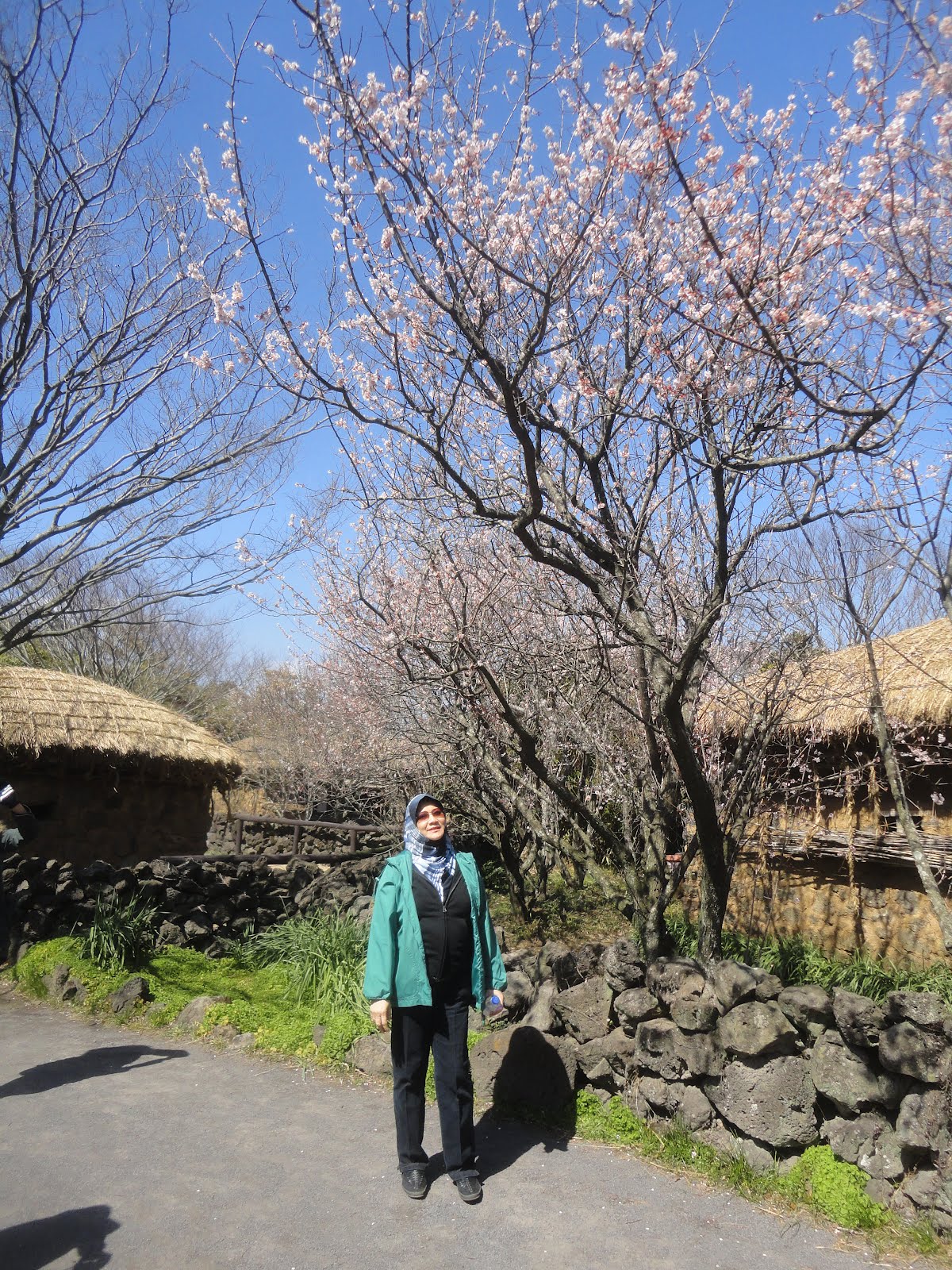 apple muslim holiday: KOREA JEJU - PESTA TULIP AWAL MUSIM BUNGA