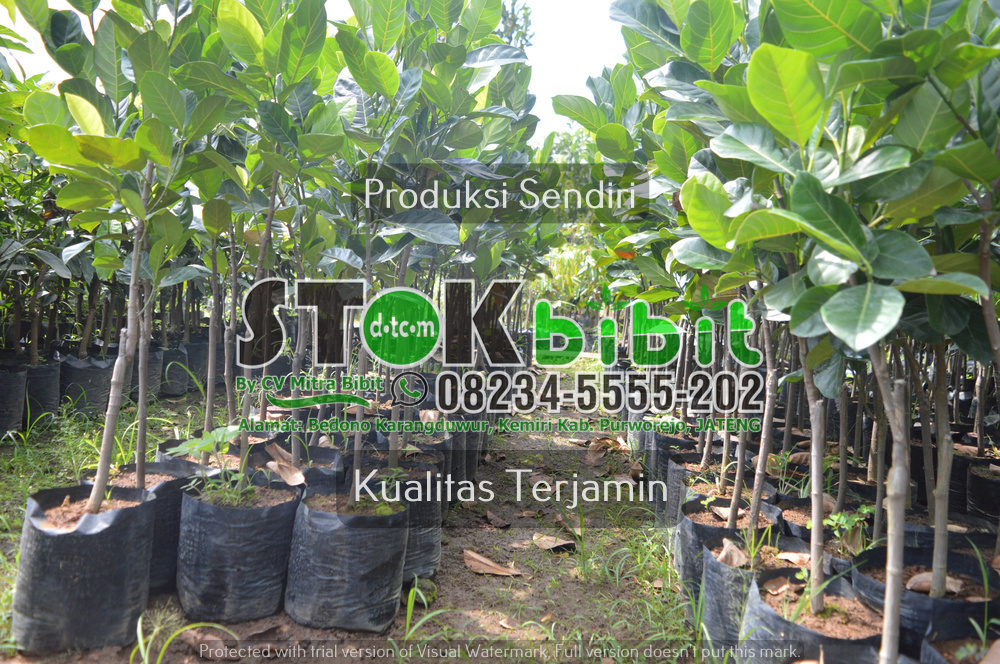 Seruni atau Bunga Krisan bunga seruni berwarna kuning - bibit mangga ...