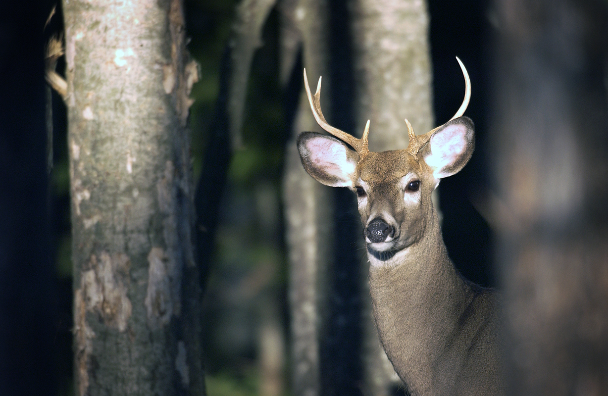 Showcasing the DNR: Northern Michigan deer hunting headed for a ...