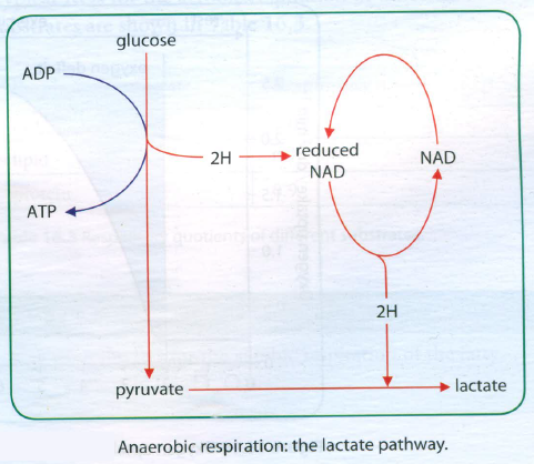 # 91 Anaerobic respiration - Ethanol and Lactate pathways | Biology ...