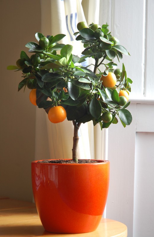 How to Grow a Citrus Tree Indoors