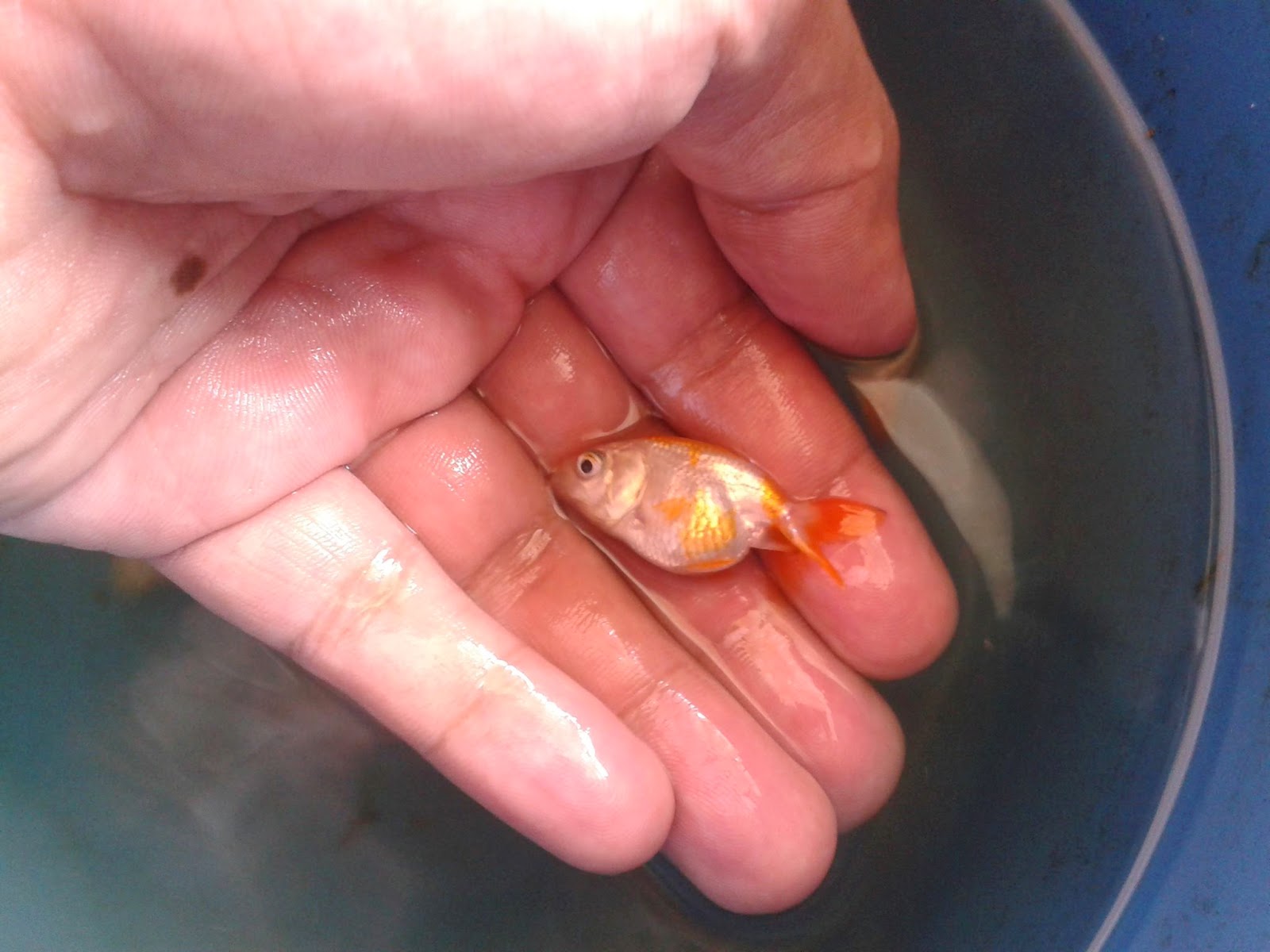 Live Goldfish for Sale