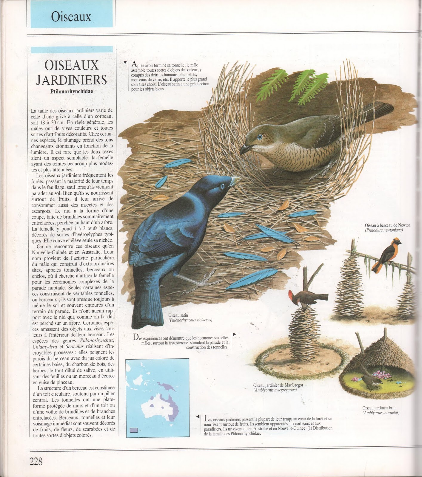 Leçons de choses: Oiseaux (Encyclopédie du monde animal)