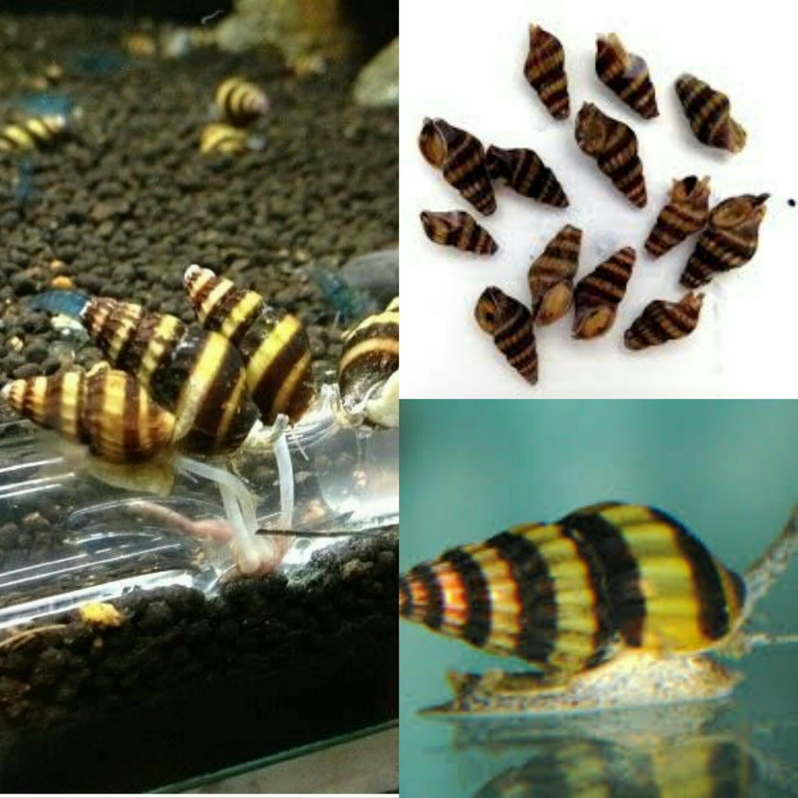 6 keong penghias aquascape ~ Aquascape Batang