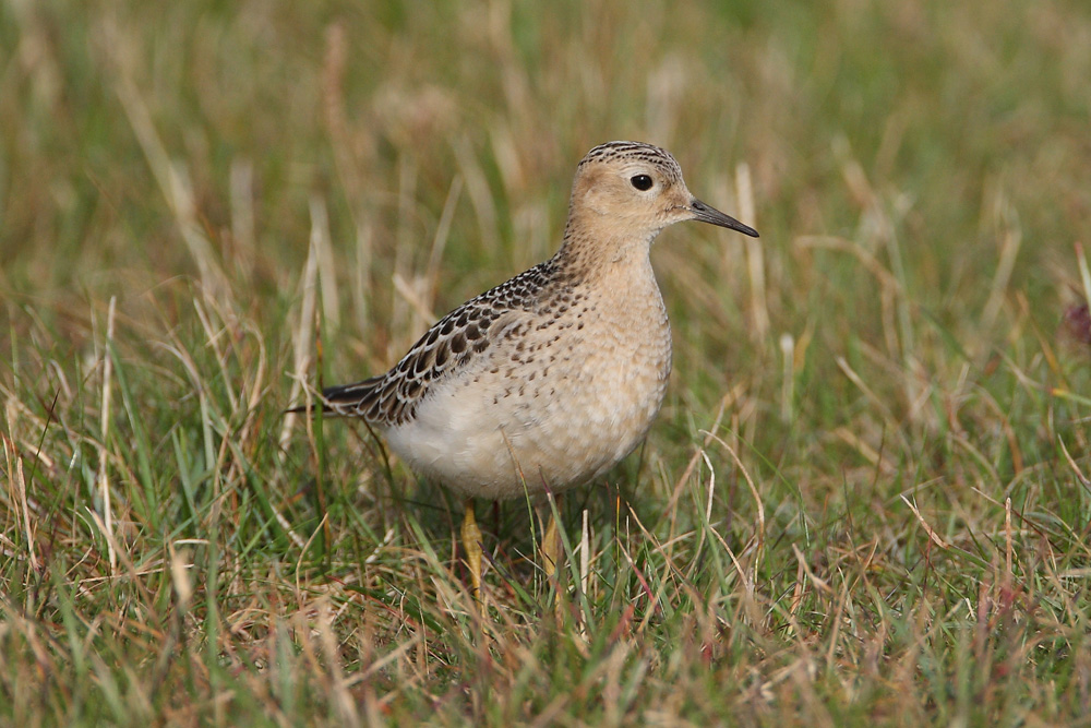 Gary Jenkins Bird Photography: Buff Breasted Sandpiper, Crossapol ...