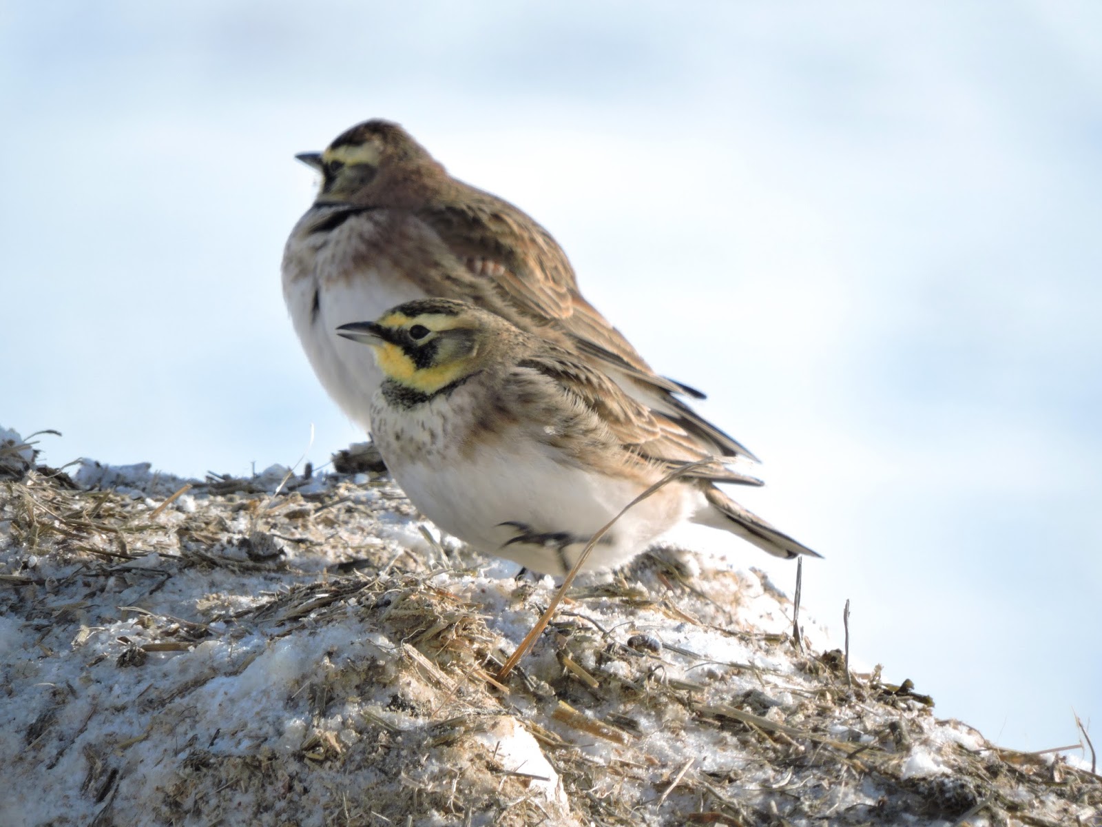 Bev's Nature Blog: Horned Larks
