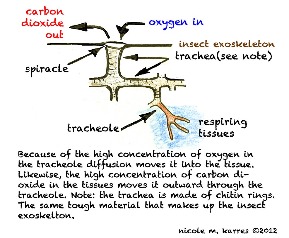 Respiratory system of insects