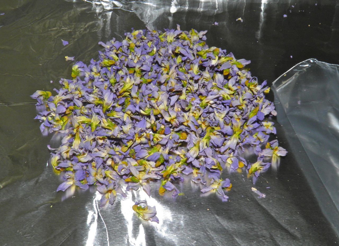 Docaitta Lifestyle: Foraging: Blue Marsh Violets