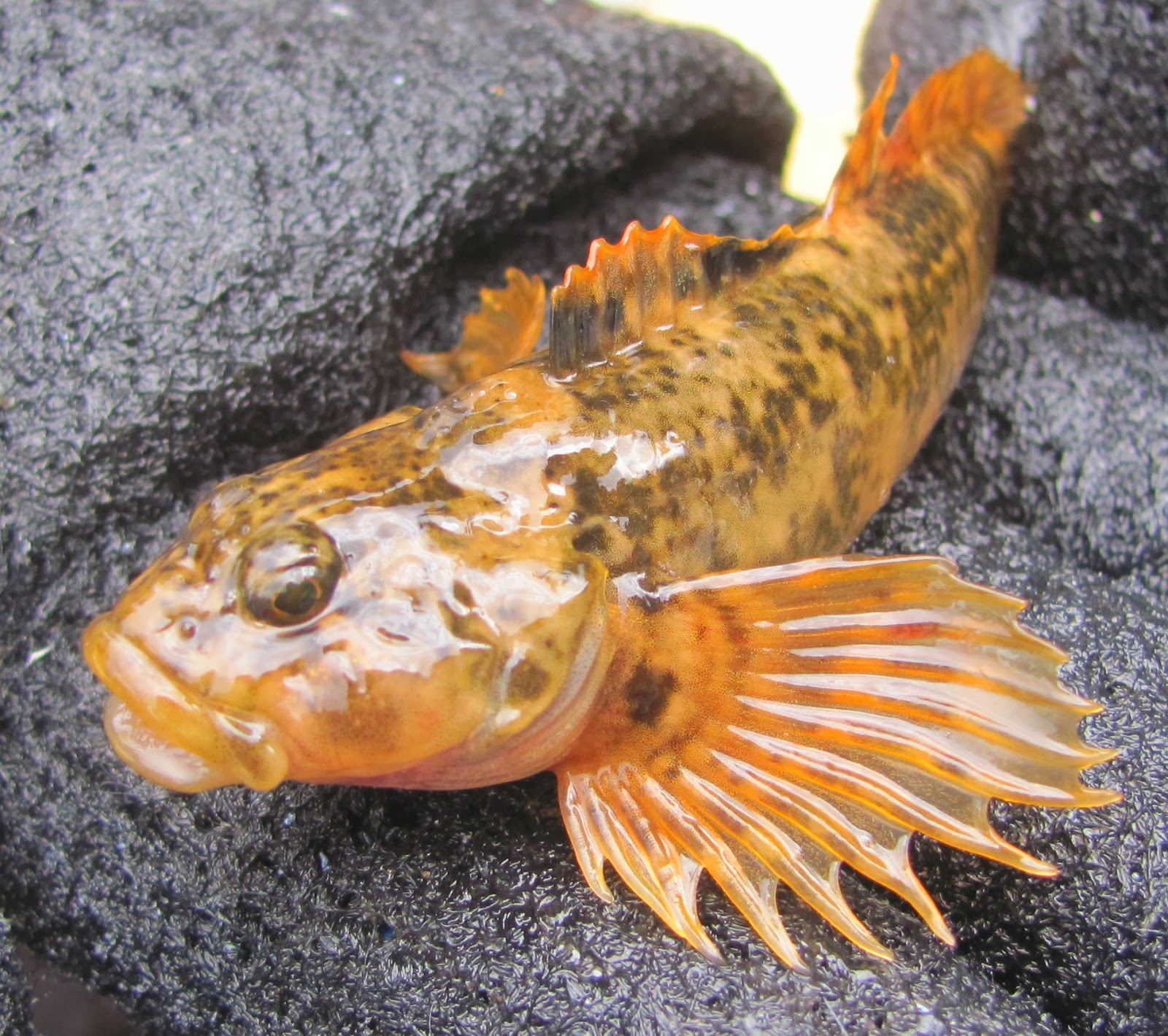 Colorado Headwaters Fisheries Management: Scrappy Sculpin and the Sad ...