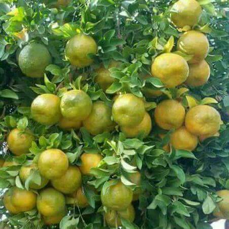 Banzi wa Moro: Unapoitaja Matombo unagusa matunda na machenza