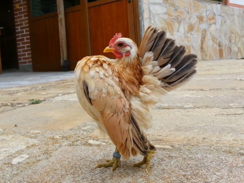 Serama - Alchetron, The Free Social Encyclopedia