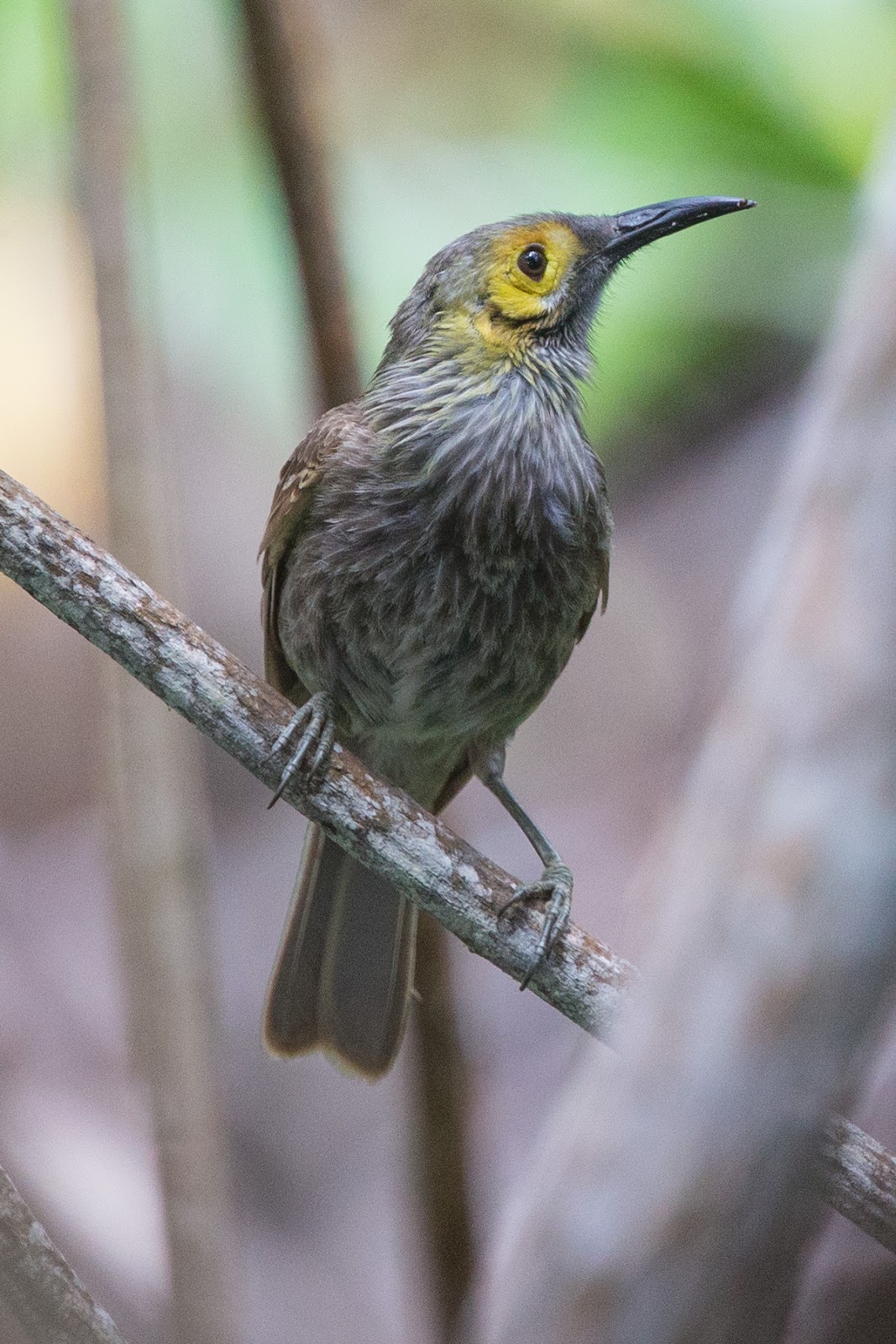 The Deskbound Birder: Australia, Fiji and New Caledonia - 19th November ...
