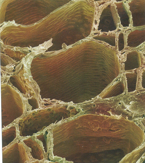 #59 Transport in plants - functions of xylem and phloem | Biology Notes ...