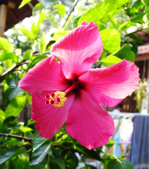 Khasiat Tanaman Bunga Sepatu | Tips Kesehatan Reproduksi