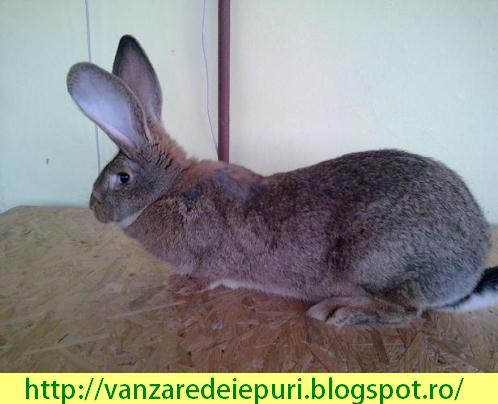 Vanzare de Iepuri si Iepurasi: Uriasul belgian rasa pura