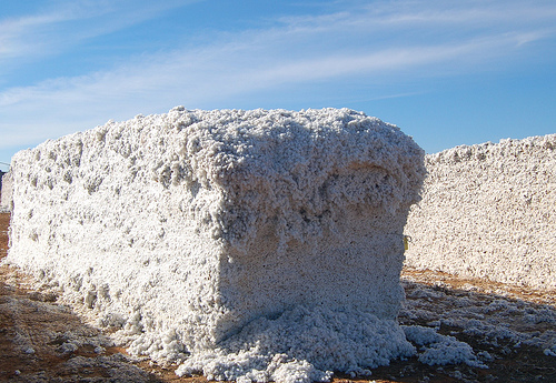 Serat Kapas / Cotton Fiber ~ Textile KNOWLEDGE