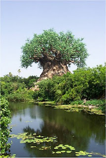 Isa from Aveiro: Embondeiro gigante