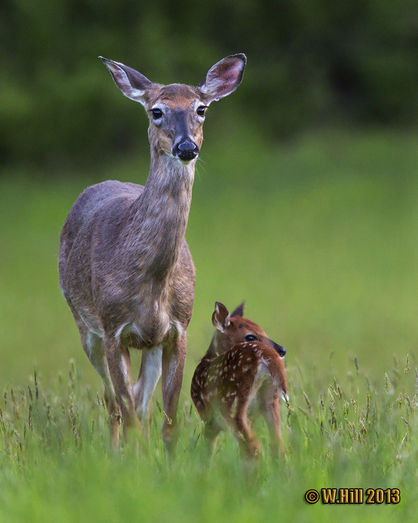 Pennsylvania Wildlife Photographer: The First Fawns Arrive