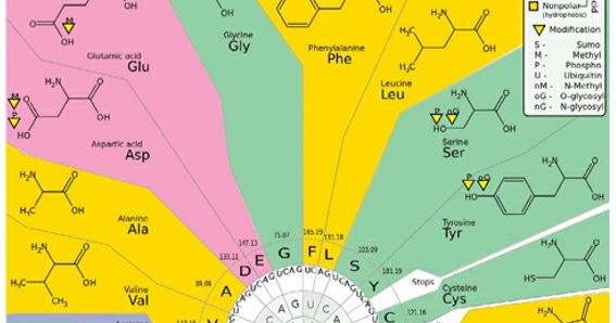 Knowledge Class: Cracking the Genetic Code for Protein Biosynthesis