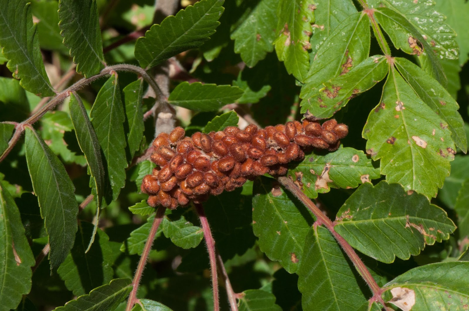 Desde Alájar: Zumaque