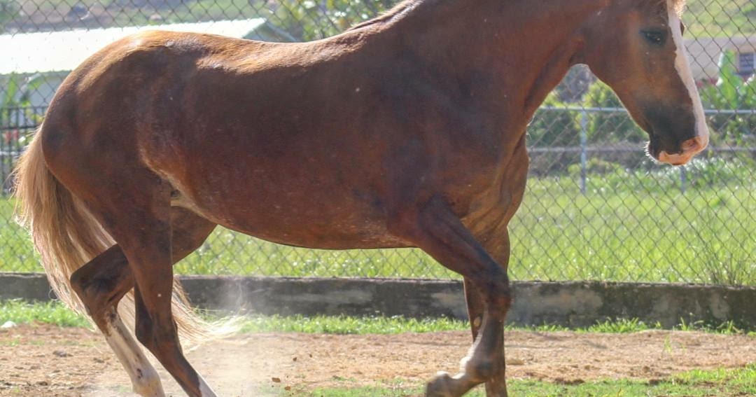 Paso Fino Raza Autoctona de Puerto Rico