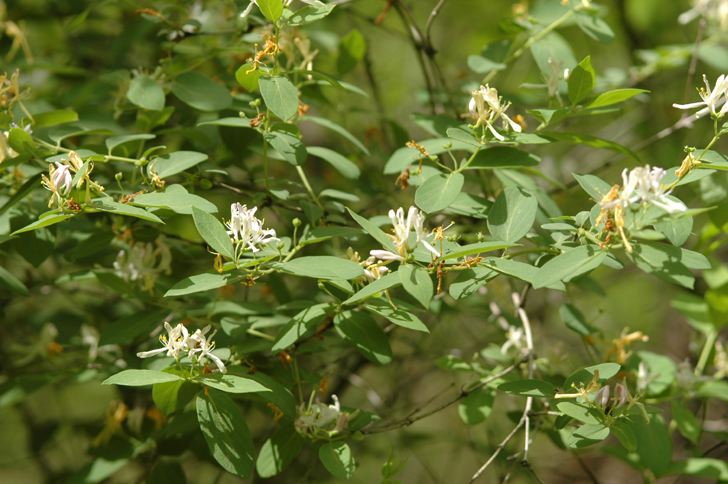 Field Biology in Southeastern Ohio: Bush Honeysuckles