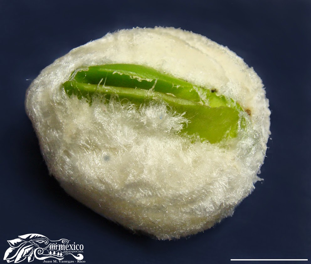 Folklore de México: Frutos de Inga