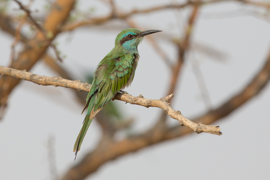 Arabian Green Bee-eater – A new Arabian endemic? | Focusing on Wildlife