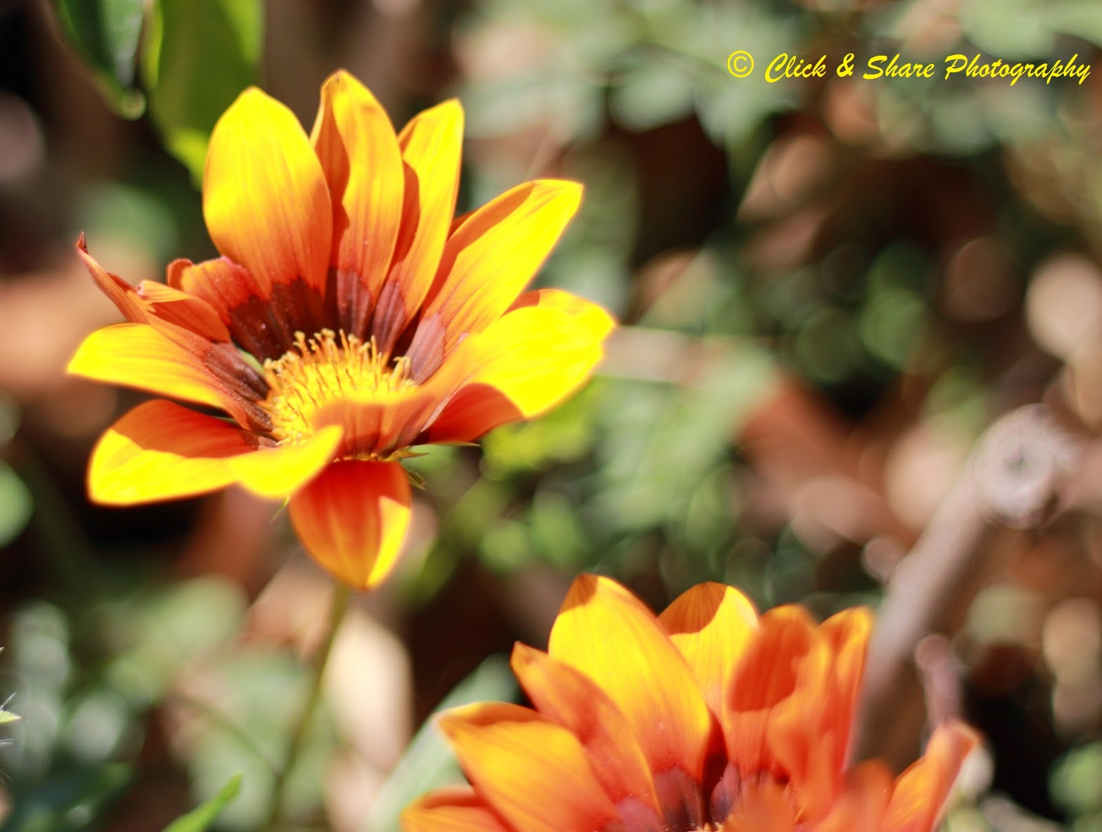 Click & Share: Random Flowers...