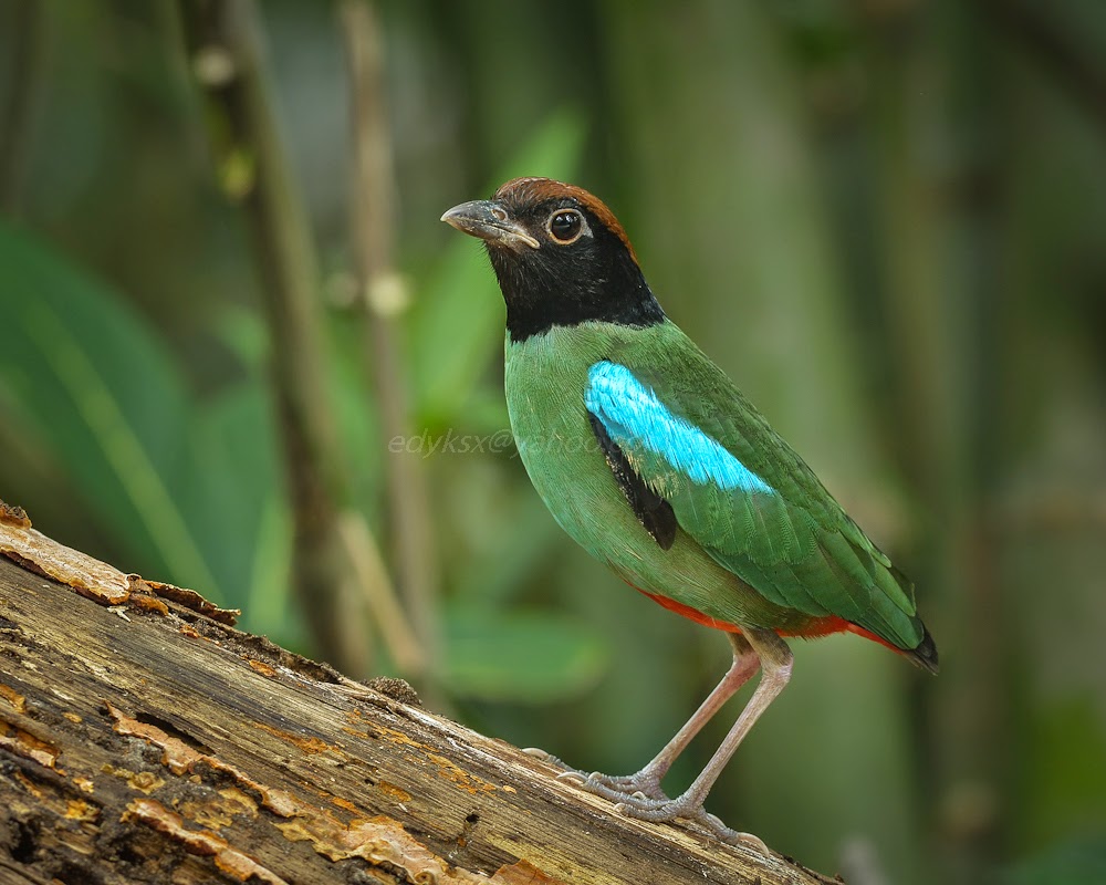 ksxbirds photography