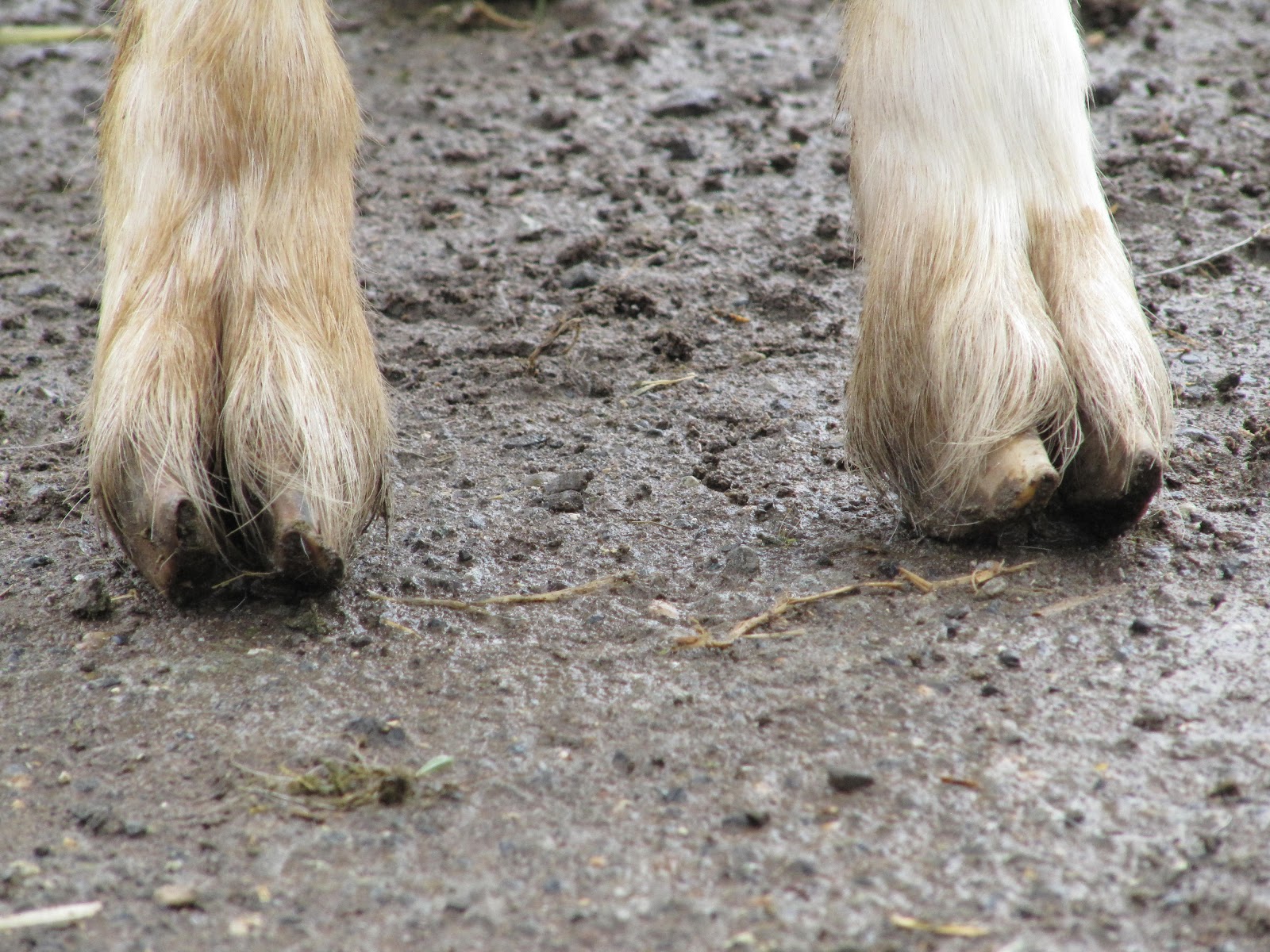 LIBERTY FARM CASHMERE GOATS: LEG and FEET FAULTS