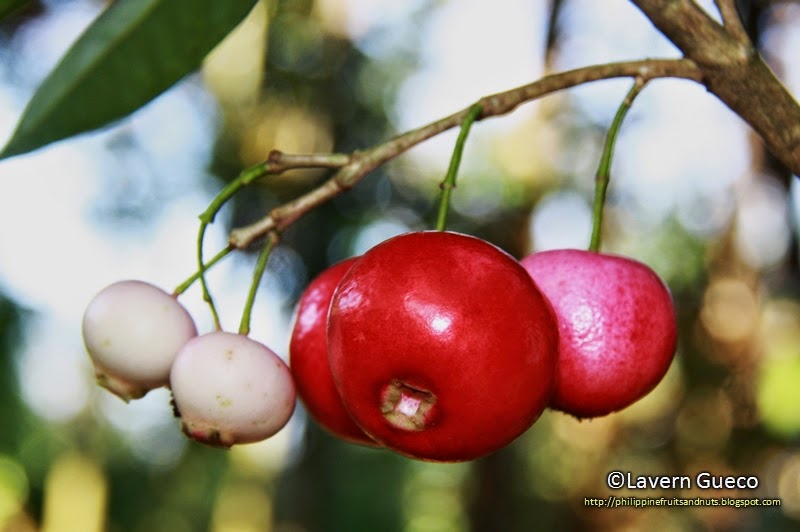 Hagis ~ Philippine Fruits and Nuts