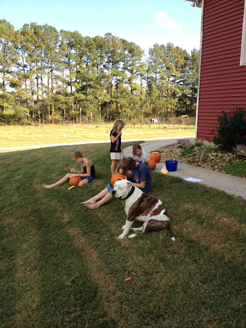 My Barefoot Farm: Pigerators